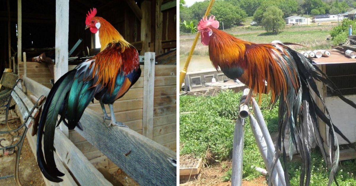 Jangmigye Chicken Breed Info - Chicken & Chicks Info
