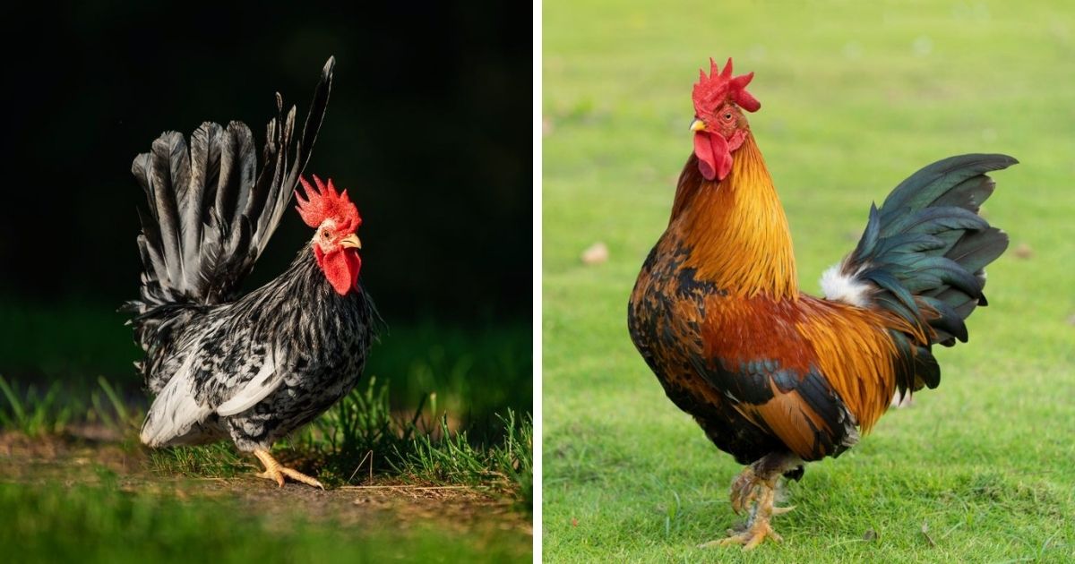 Japanese Bantam Chicken Breed Info + Where to Buy - Chicken & Chicks Info