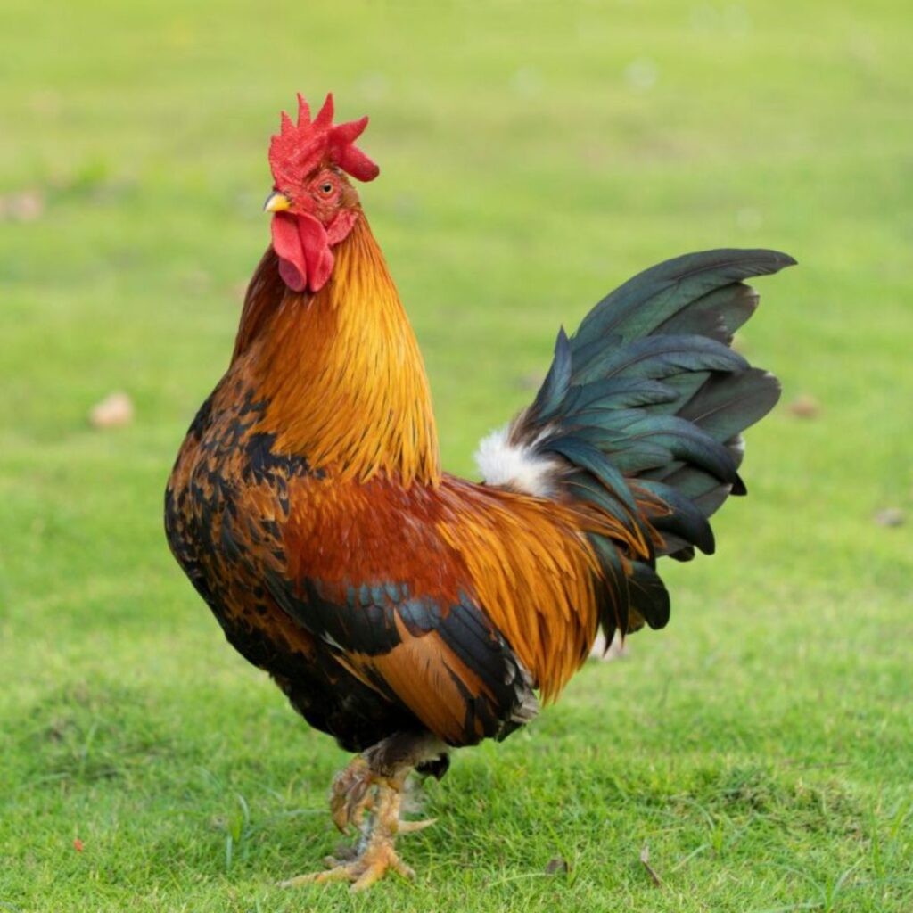 Breeds - Chicken & Chicks Info