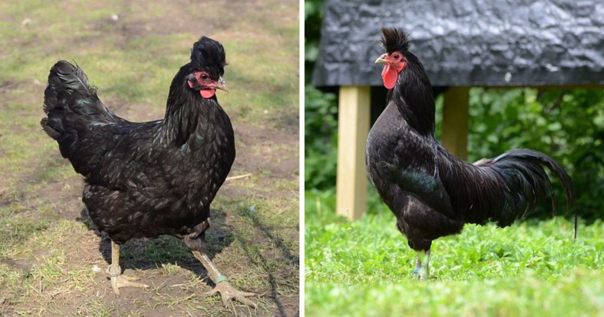 Kosova Longcrower Chicken Breed Info - Chicken & Chicks Info