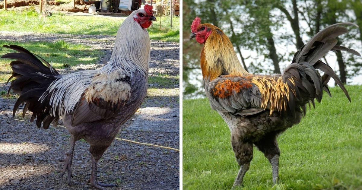 Liege Fighter Chicken Breed Info - Chicken & Chicks Info