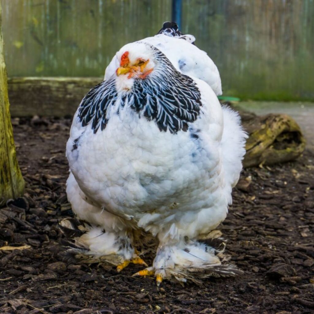 Breeds - Chicken & Chicks Info