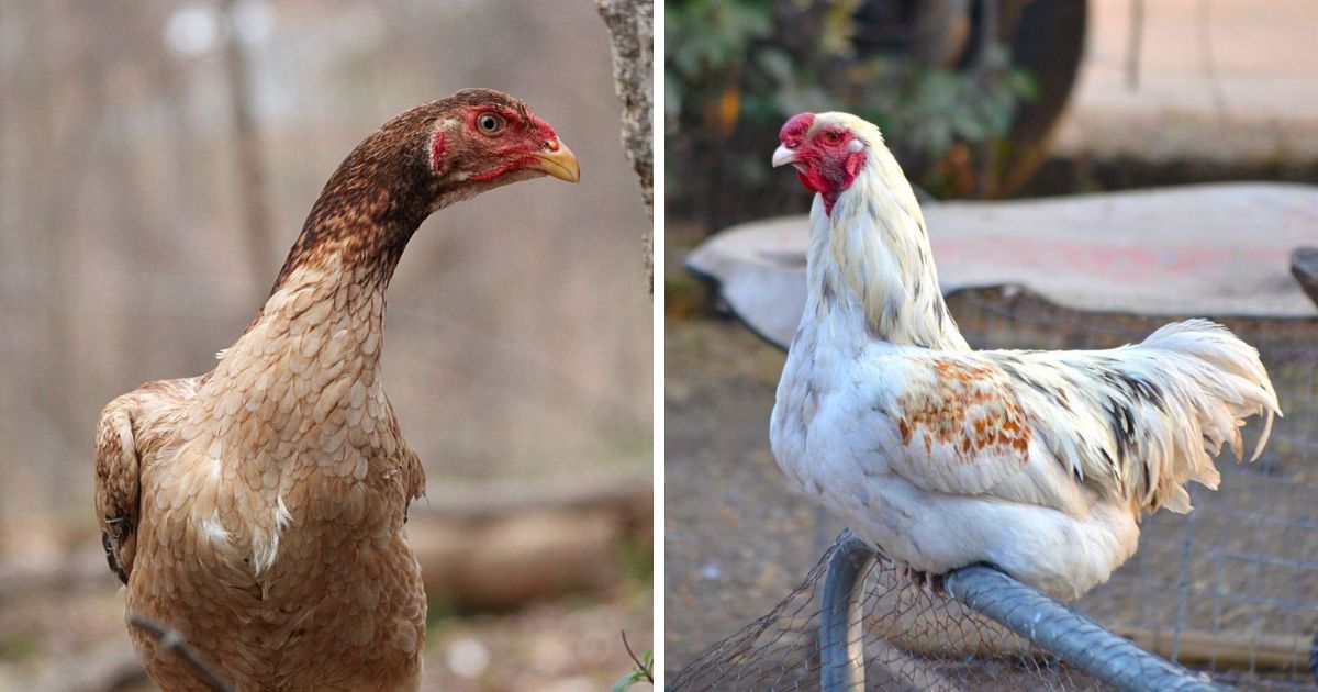 Malay Chicken Breed Info - Chicken & Chicks Info