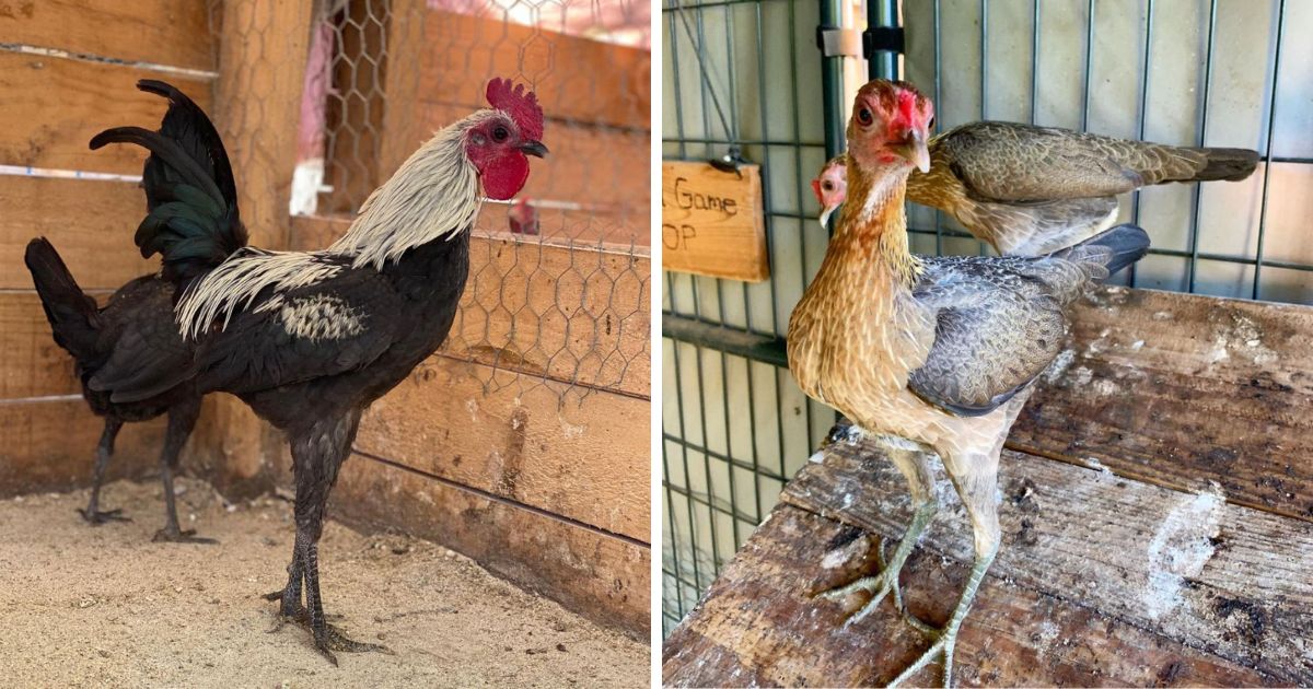 Modern Game Chicken Breed Info - Chicken & Chicks Info