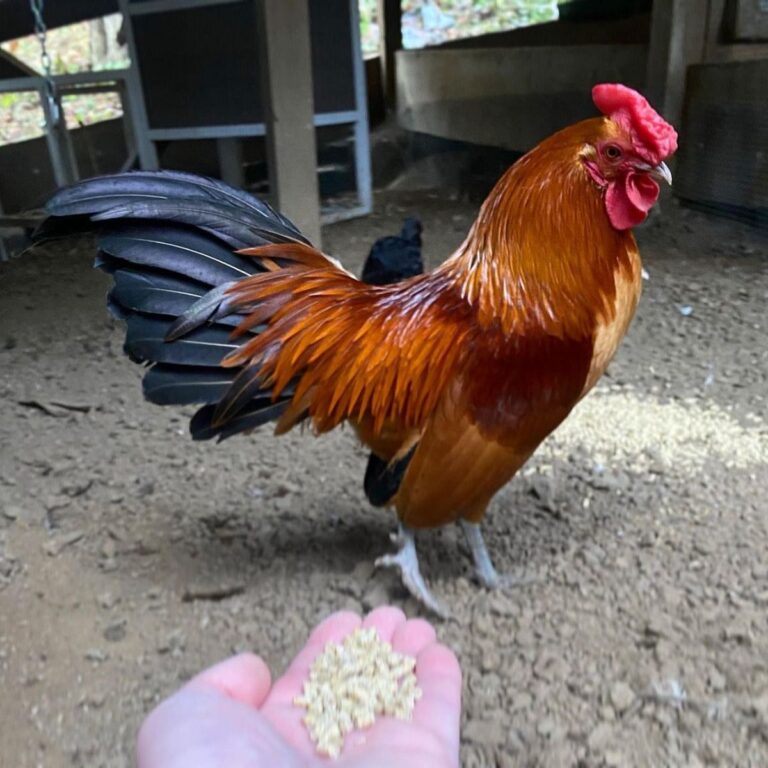 Nankin Chicken Breed Info - Chicken & Chicks Info