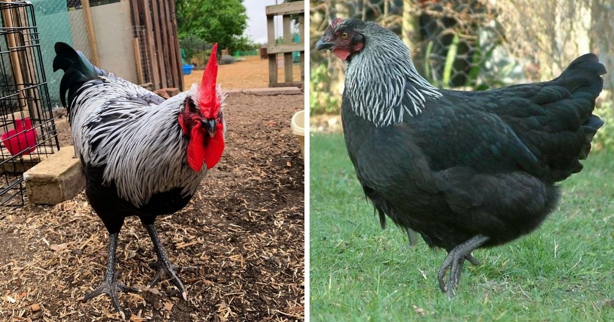 Norfolk Grey Chicken Breed Info - Chicken & Chicks Info