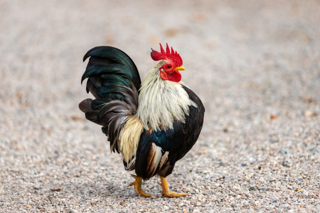 Old English Game Chicken Breed Info + Where to Buy - Chicken & Chicks Info