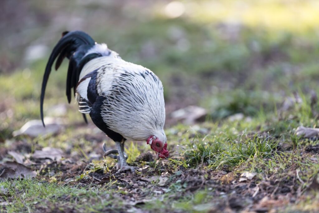 Old English Game Chicken Breed Info + Where to Buy - Chicken & Chicks Info