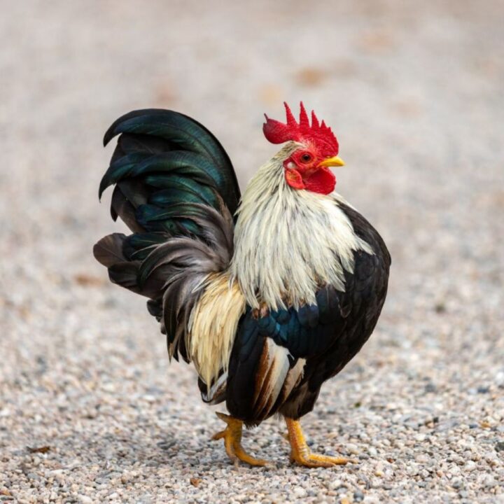 Breeds - Chicken & Chicks Info