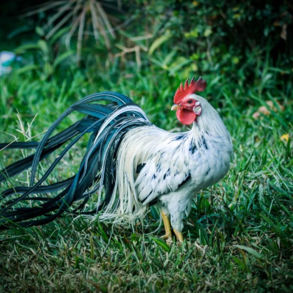 Chickens - Chicken & Chicks Info