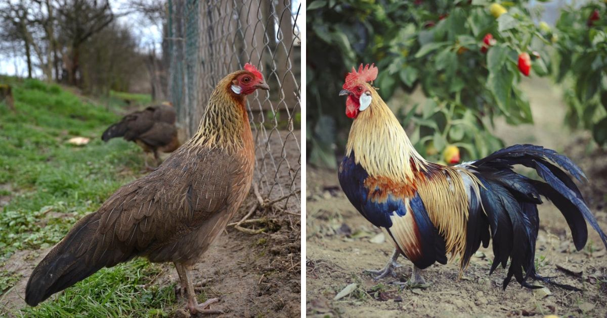 Phoenix Chicken Breed Info + Where to Buy - Chicken & Chicks Info