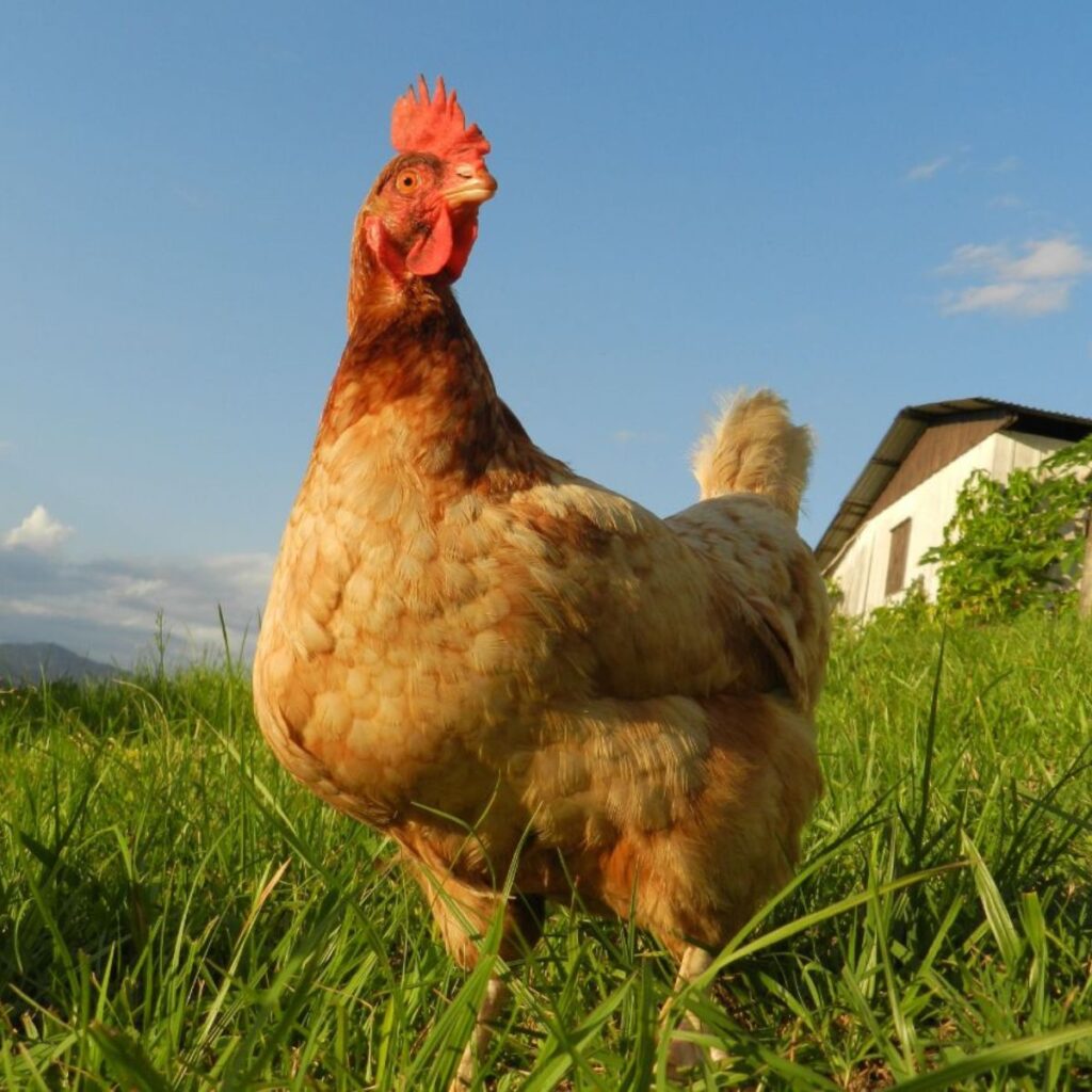 Breeds - Chicken & Chicks Info