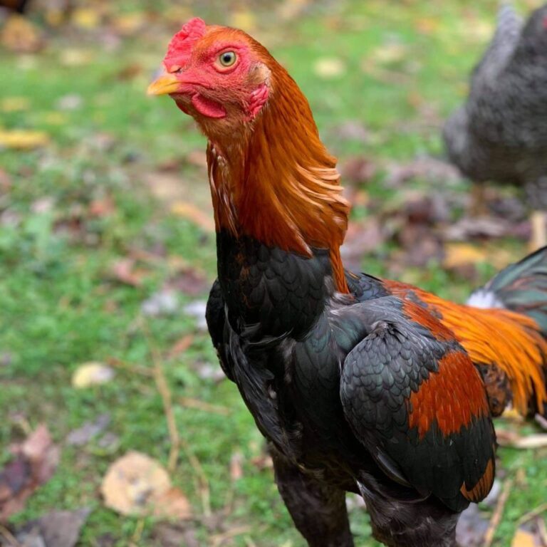 Breeds - Chicken & Chicks Info