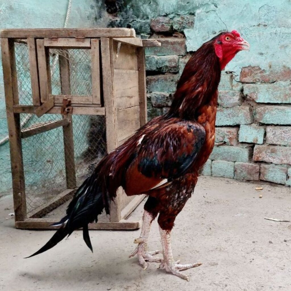 Chickens - Chicken & Chicks Info