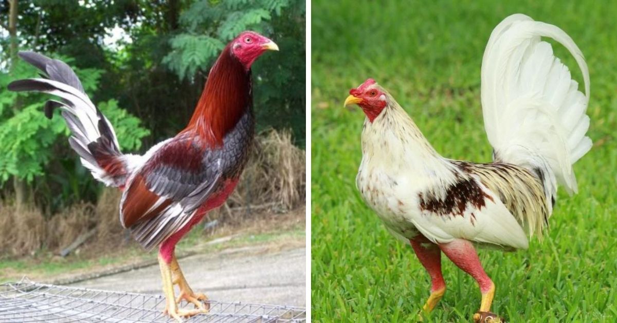 Spanish Game Chicken Breed Info - Chicken & Chicks Info