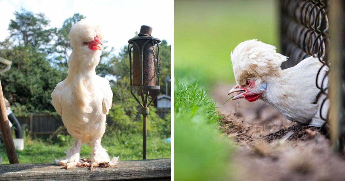 Sultan Chicken Breed Info + Where to Buy - Chicken & Chicks Info