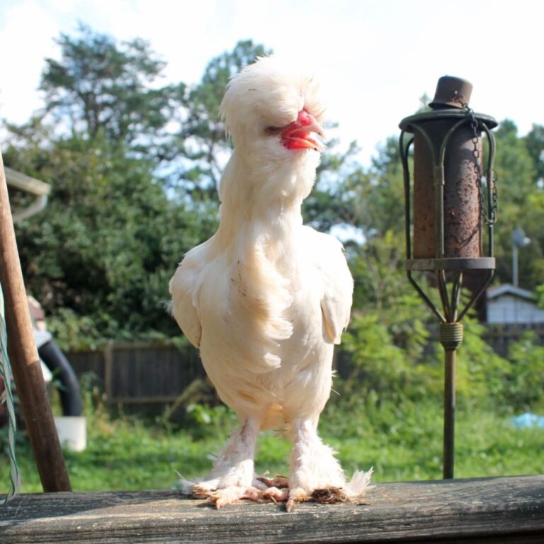 Using Chicken Manure for Tomatoes (A Powerful Fertilizer!) - Chicken ...