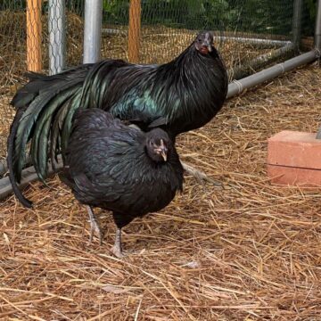 Sumatra Chicken Breed Info - Chicken & Chicks Info