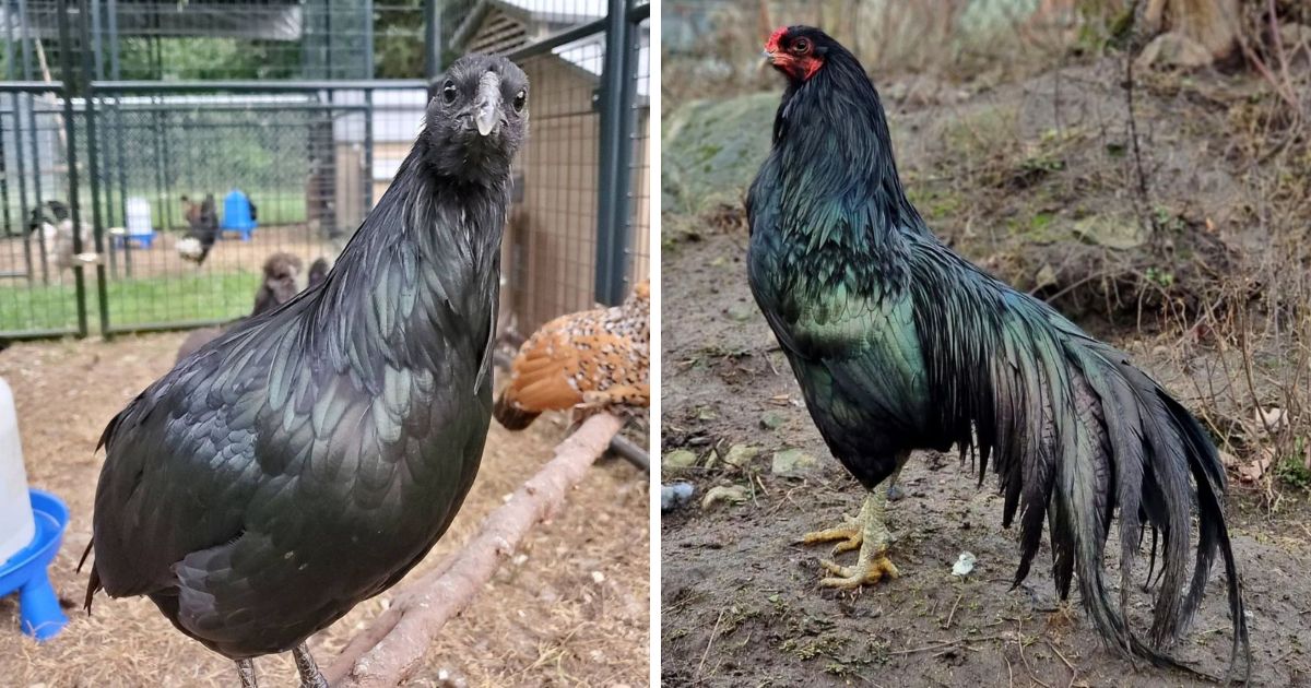Sumatra Chicken Breed Info - Chicken & Chicks Info