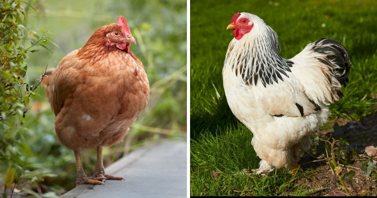 Sussex Chicken Breed Info + Where to Buy - Chicken & Chicks Info