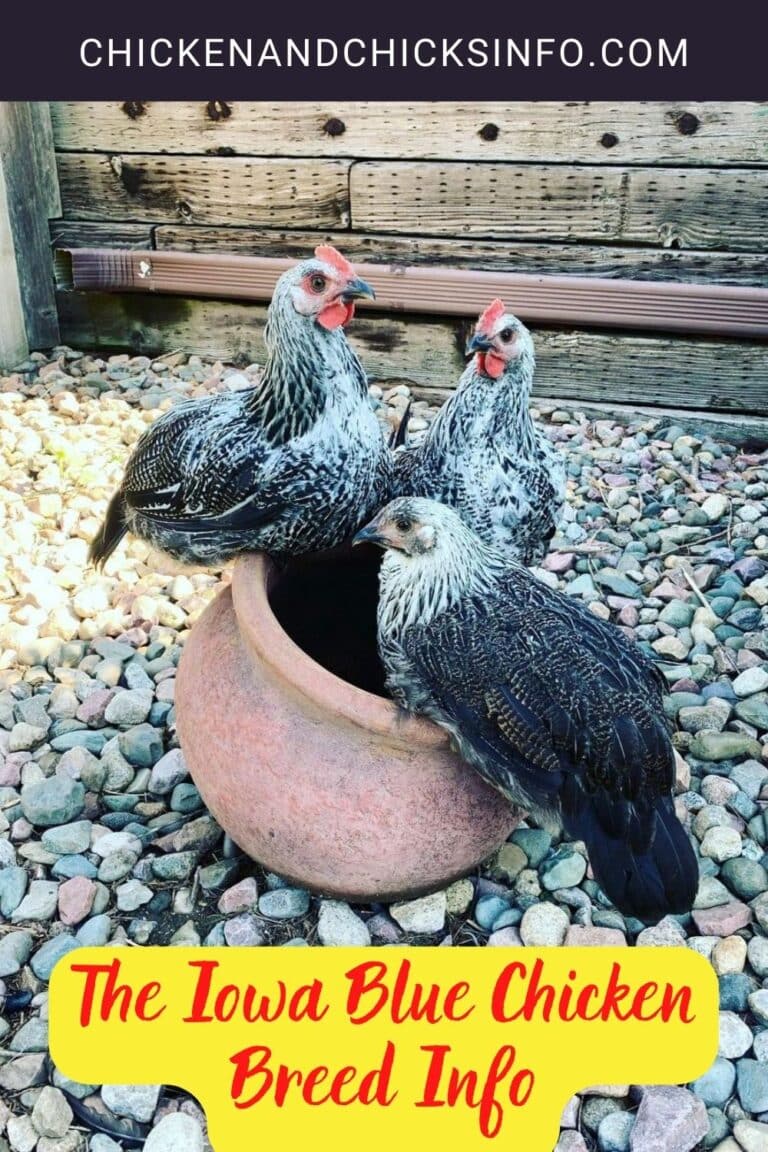 The Iowa Blue Chicken Breed Info - Chicken & Chicks Info