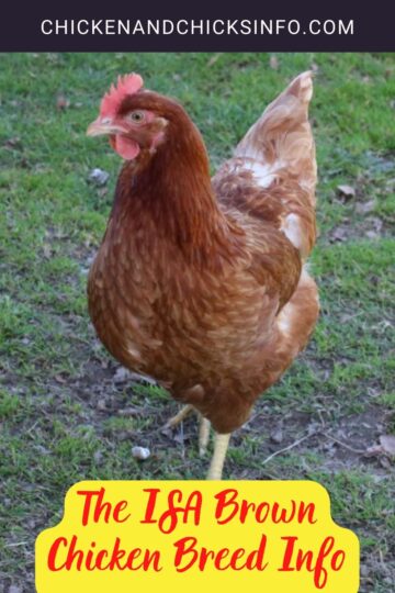 The ISA Brown Chicken Breed Info - Chicken & Chicks Info