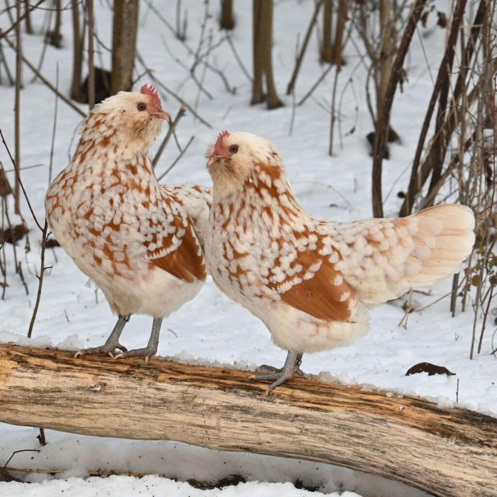 Thüringian Chicken Breed Info - Chicken & Chicks Info
