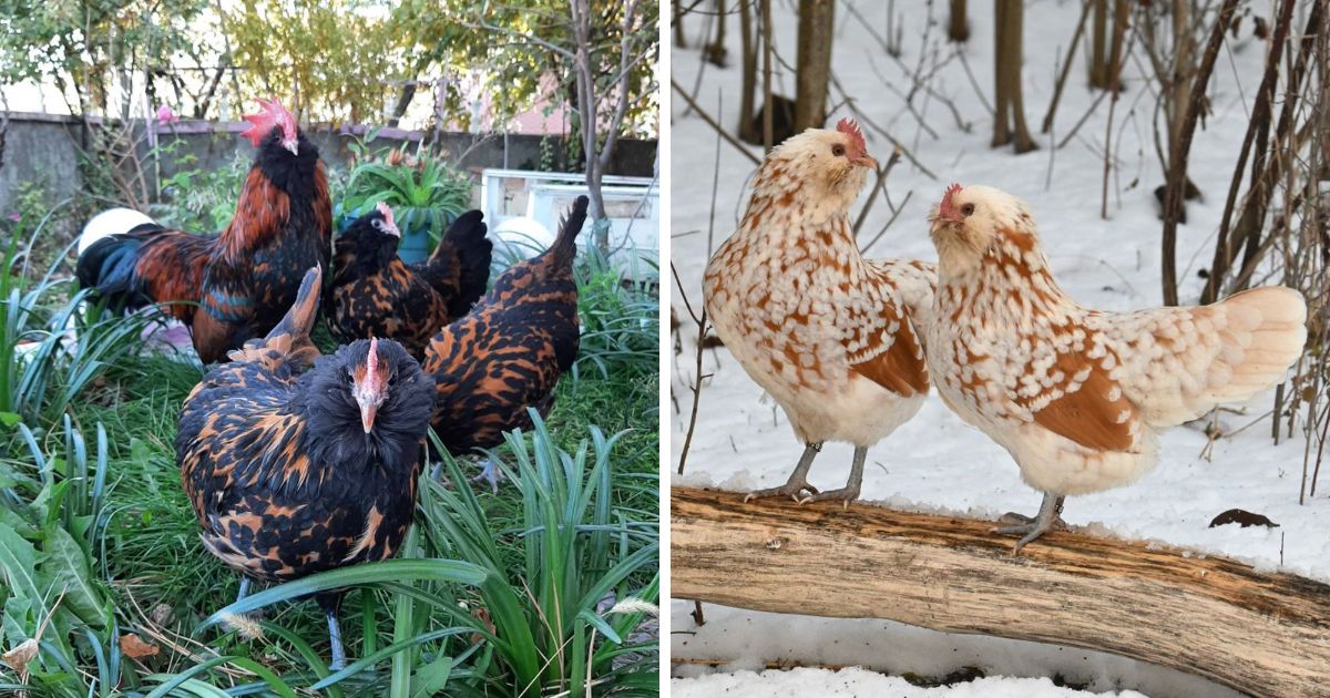 Thüringian Chicken Breed Info - Chicken & Chicks Info