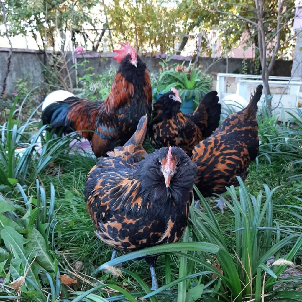 Breeds - Chicken & Chicks Info