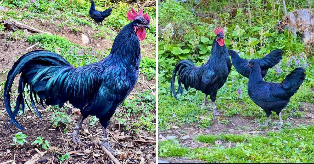 Tomaru Chicken Breed Info - Chicken & Chicks Info