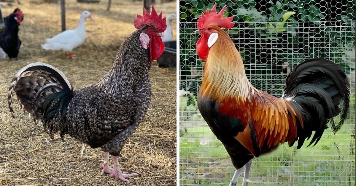 Utrerana Chicken Breed Info - Chicken & Chicks Info