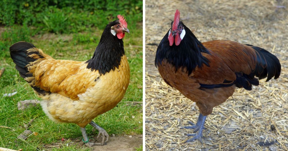 Vorwerk Chicken Breed Info - Chicken & Chicks Info