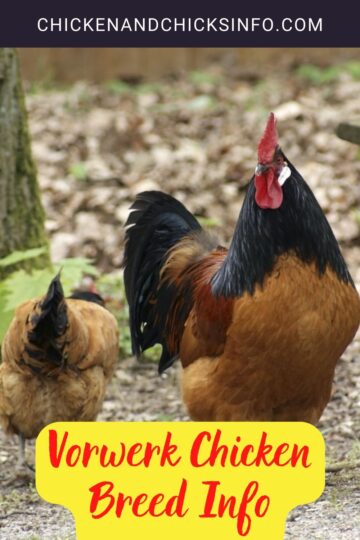 Vorwerk Chicken Breed Info - Chicken & Chicks Info