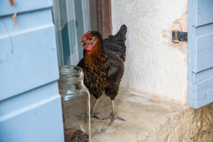 Black Sex Link Chicken Breed Info + Where to Buy - Chicken & Chicks Info