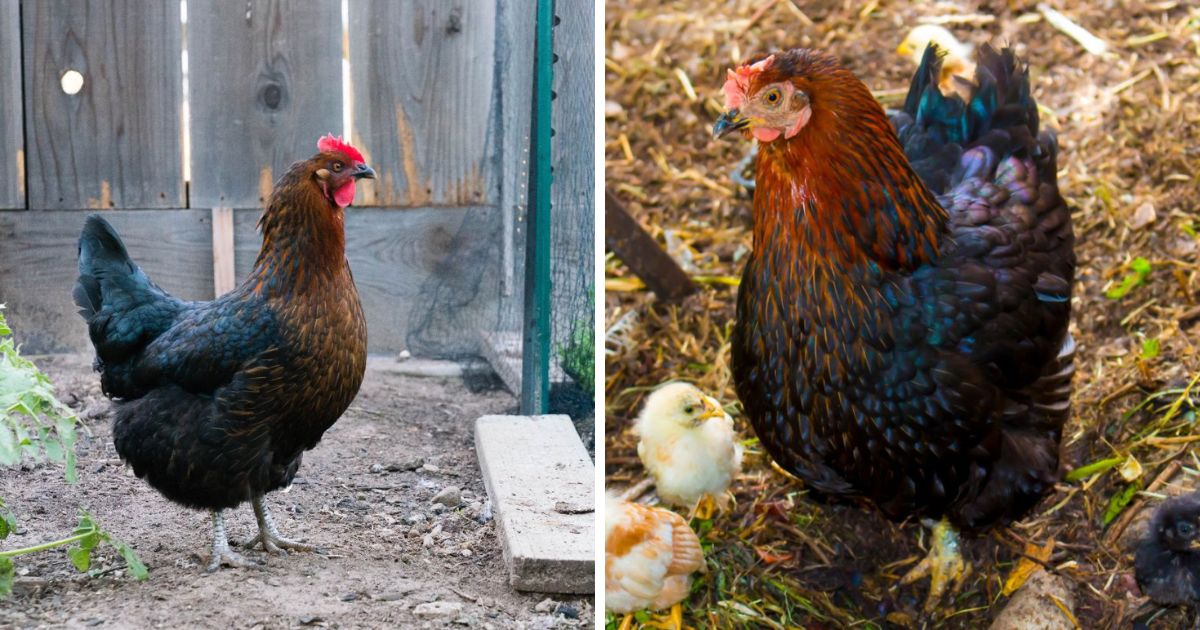 Black Sex Link Chicken Breed Info + Where to Buy - Chicken & Chicks Info