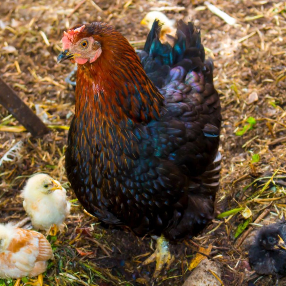 Chickens - Chicken & Chicks Info