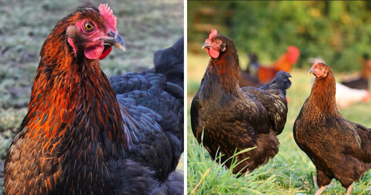 Burford Brown Chicken Breed Info - Chicken & Chicks Info