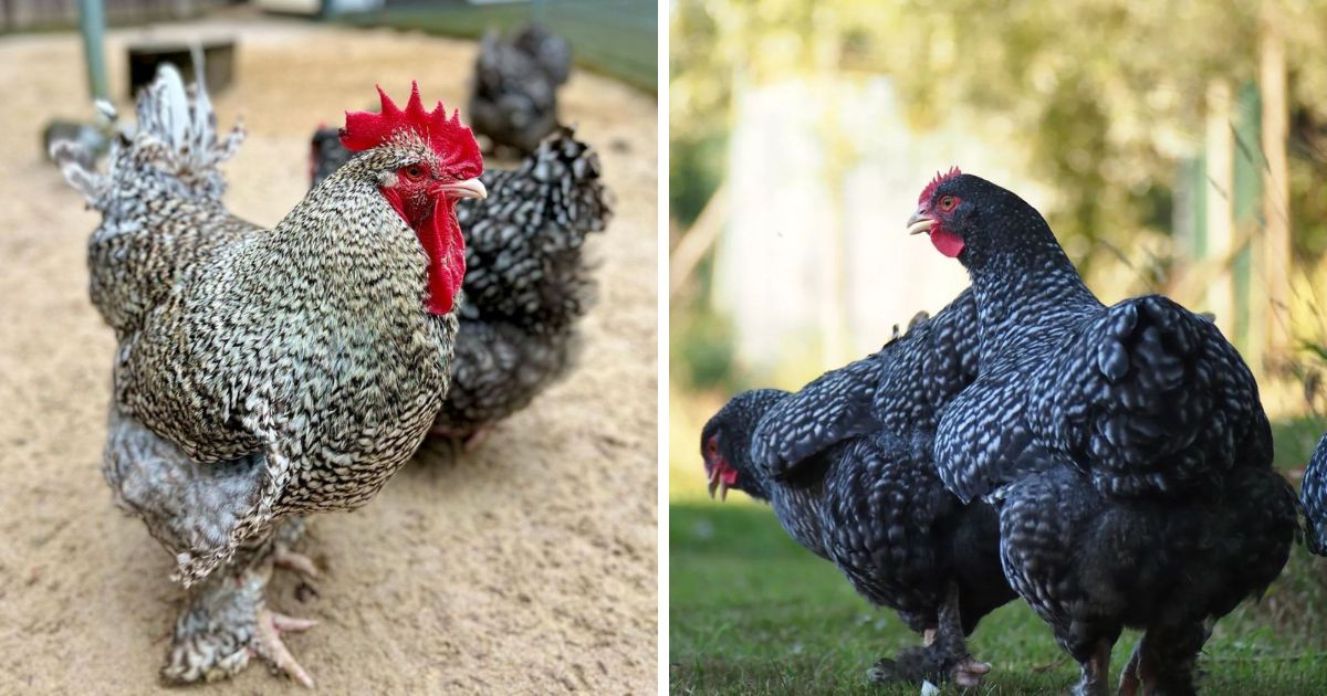 Cuckoo Maline Chicken Breed Info - Chicken & Chicks Info