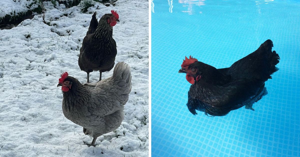 Daisy Belle Chicken Breed Info - Chicken & Chicks Info