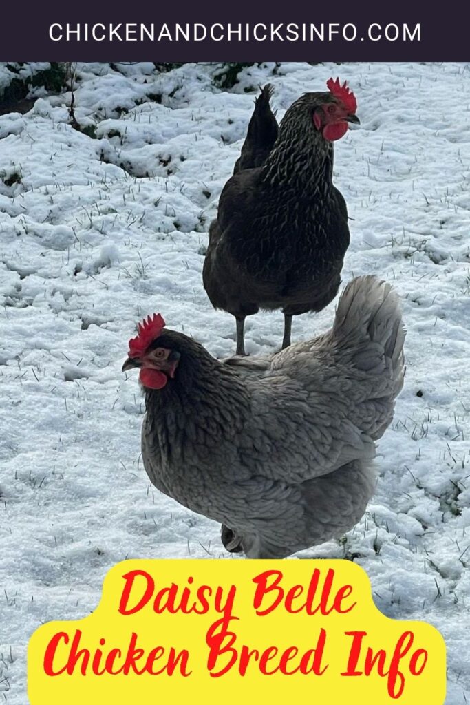 Daisy Belle Chicken Breed Info - Chicken & Chicks Info