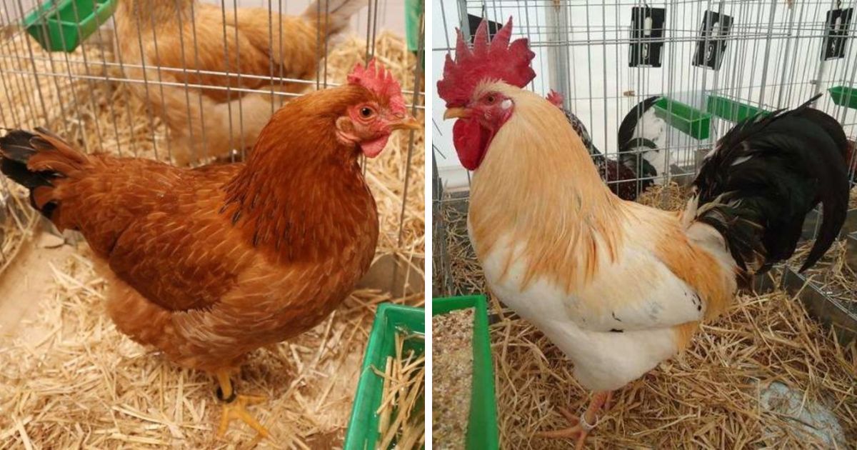Empordanesa Chicken Breed Info - Chicken & Chicks Info