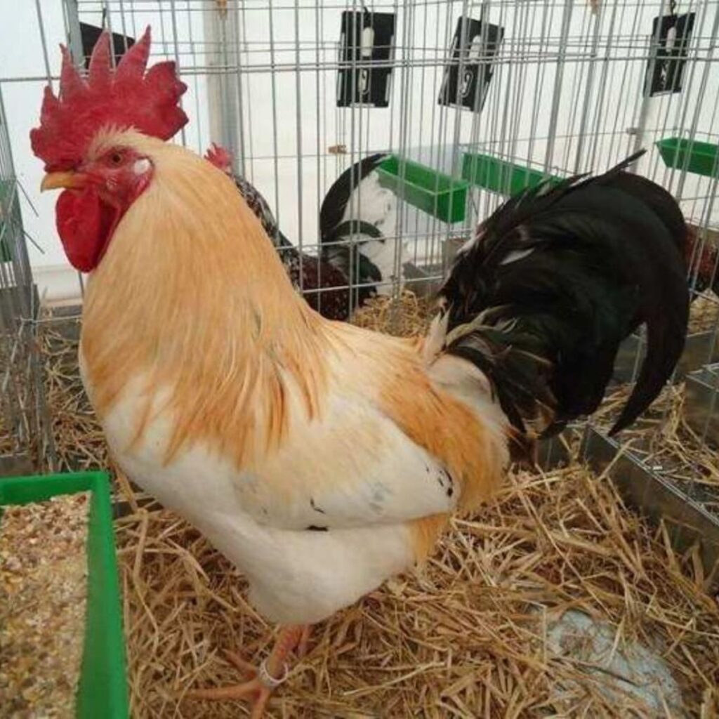 Indio de León Chicken Breed Info - Chicken & Chicks Info