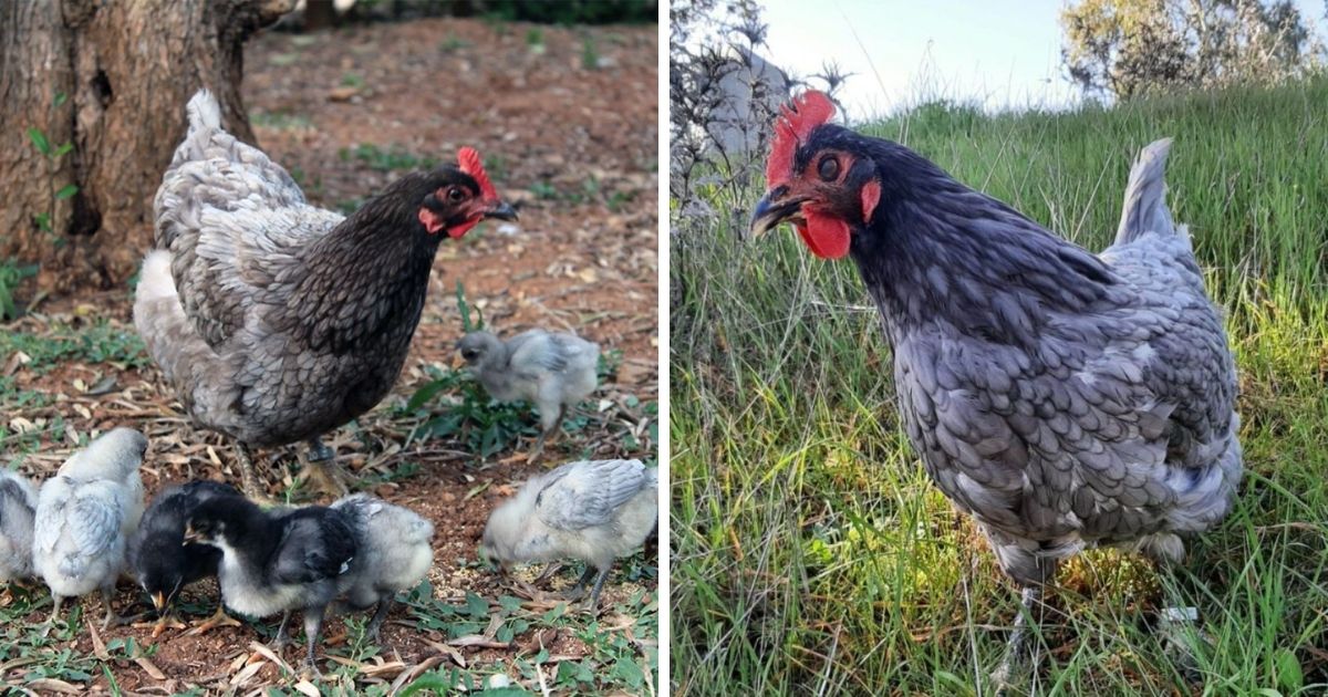 Extremeña Chicken Breed Info - Chicken & Chicks Info