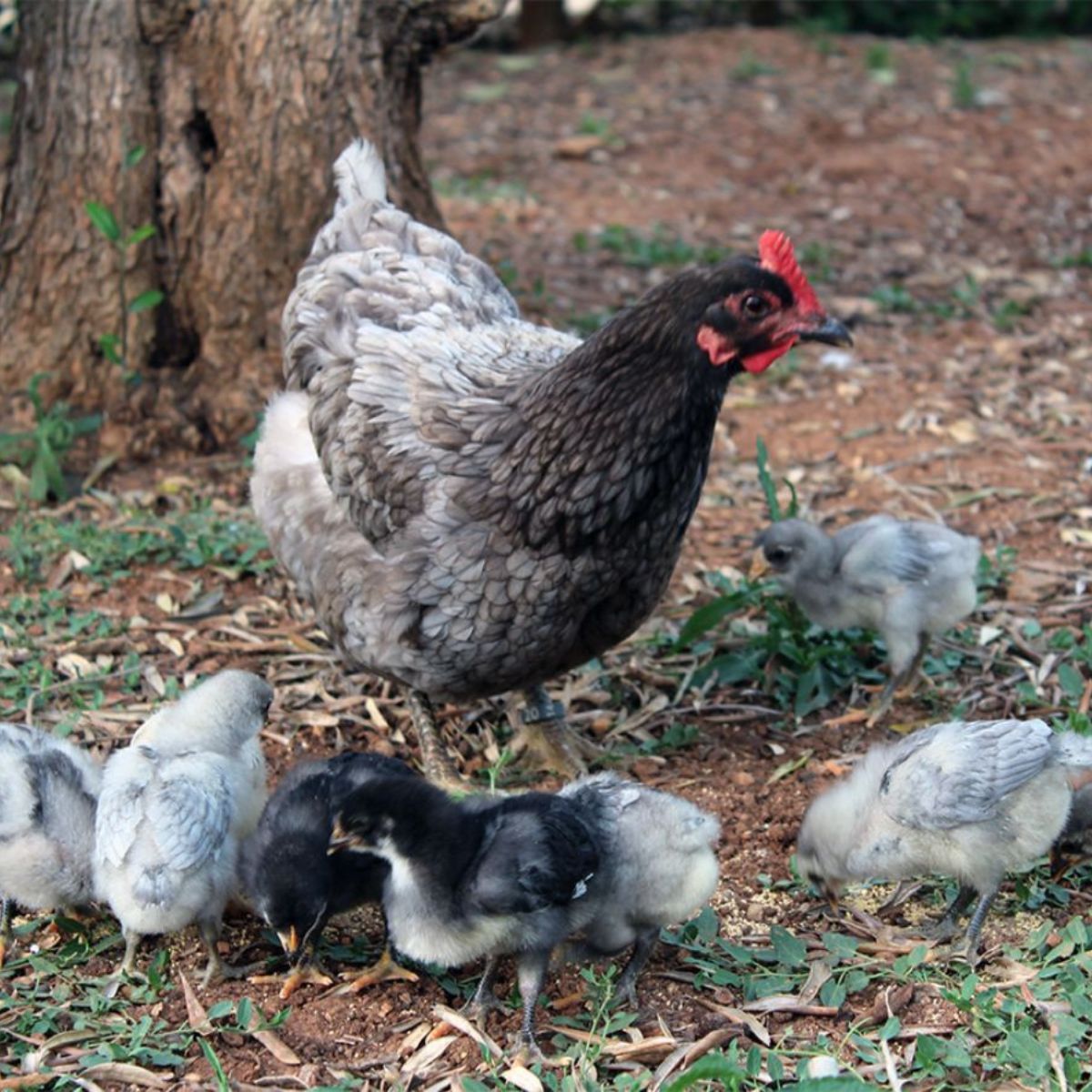 Do Chickens Lay Eggs When Molting? (+ How to Help Your Chooks) - Chicken & Chicks Info