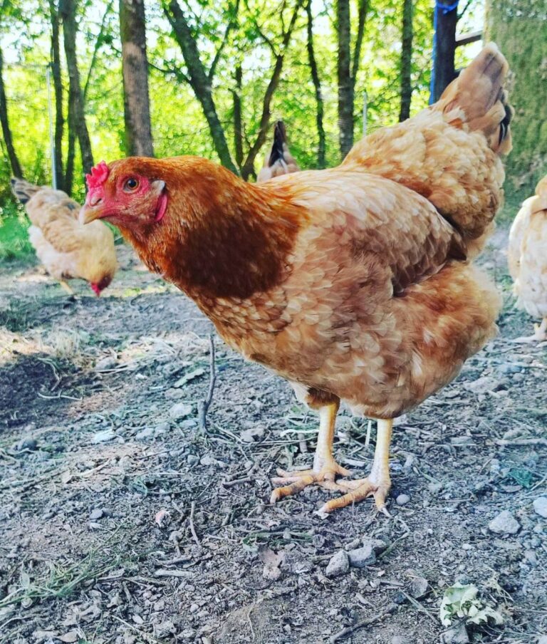 Gallina de Mos Chicken Breed Info - Chicken & Chicks Info
