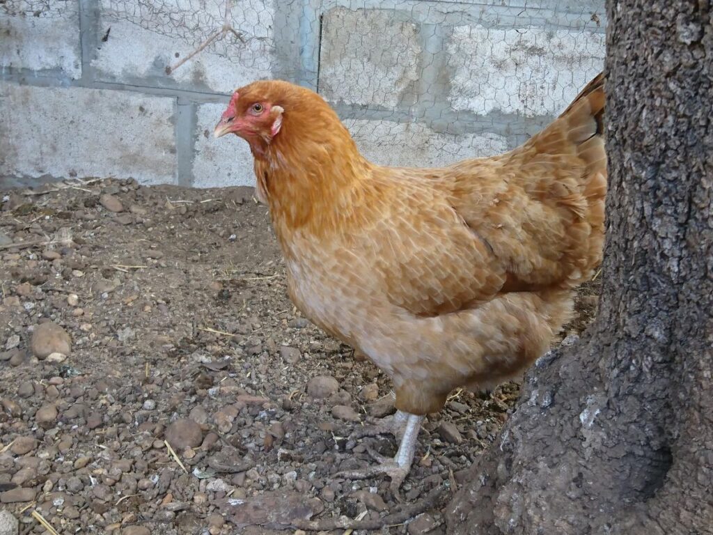 Gallina de Mos Chicken Breed Info - Chicken & Chicks Info