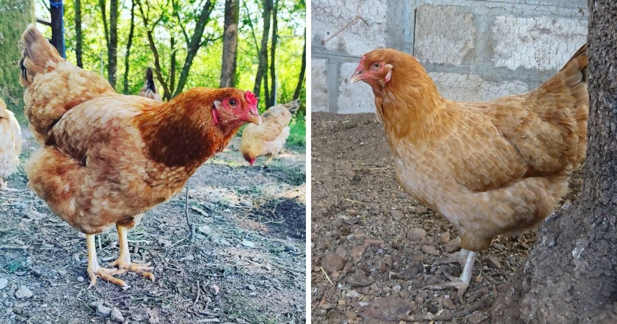 Gallina de Mos Chicken Breed Info - Chicken & Chicks Info