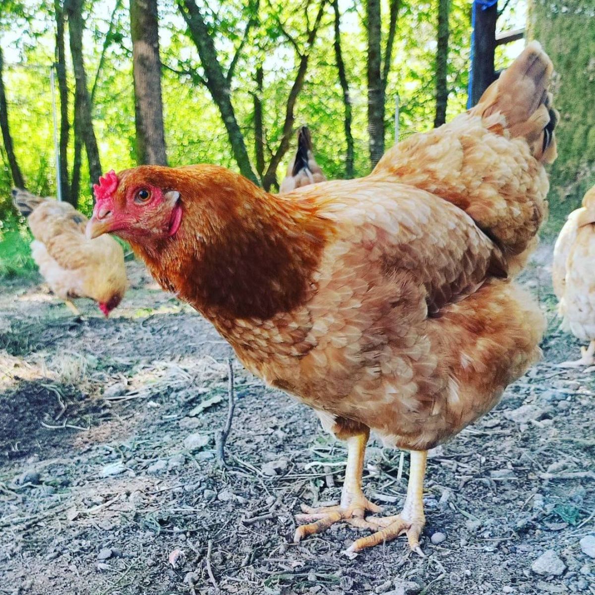 Breeds - Chicken & Chicks Info