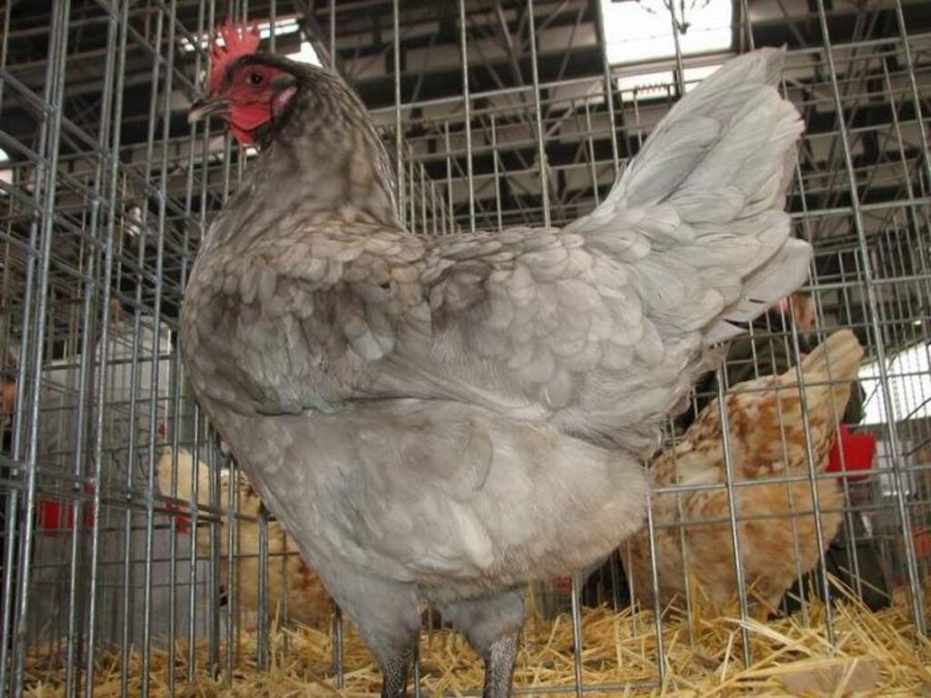 Indio de León Chicken Breed Info - Chicken & Chicks Info
