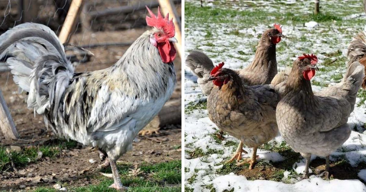 Indio de León Chicken Breed Info - Chicken & Chicks Info